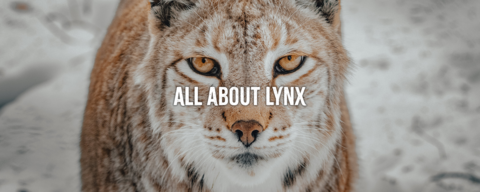 Lynx | The Missing Lynx Project